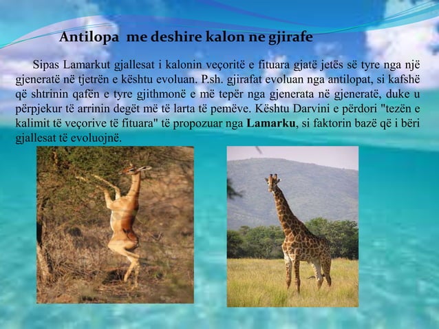 Evolucioni nje përrallë | PPT