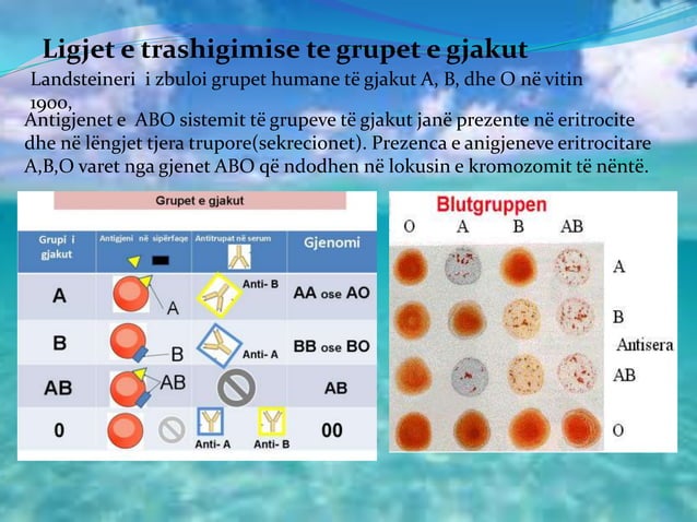 Evolucioni nje përrallë | PPT