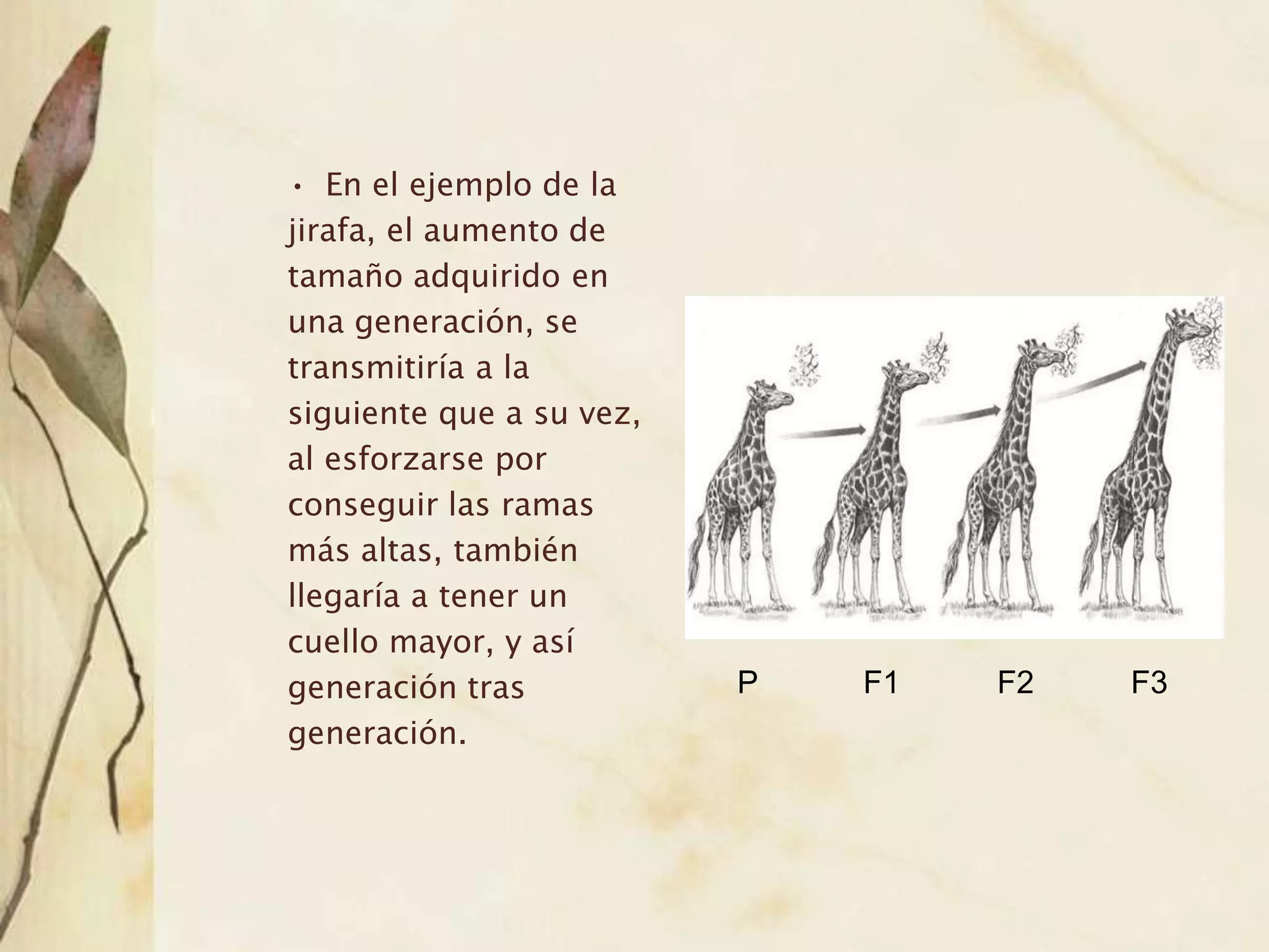 Teoria Evolucion Lamarck | PPS | Biological Sciences | Science
