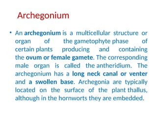 evoluion of archaegoniain Bryophytes, Pteridophytes and Gymnosperm.pptx