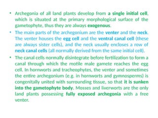evoluion of archaegoniain Bryophytes, Pteridophytes and Gymnosperm.pptx