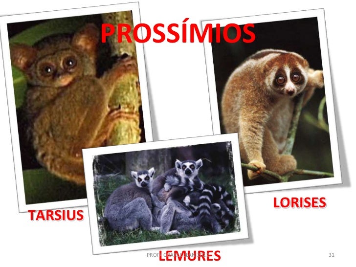 Evolução da diversidade.xps