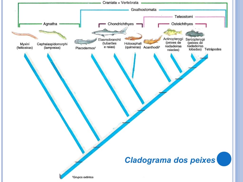 Evolução dos peixes
