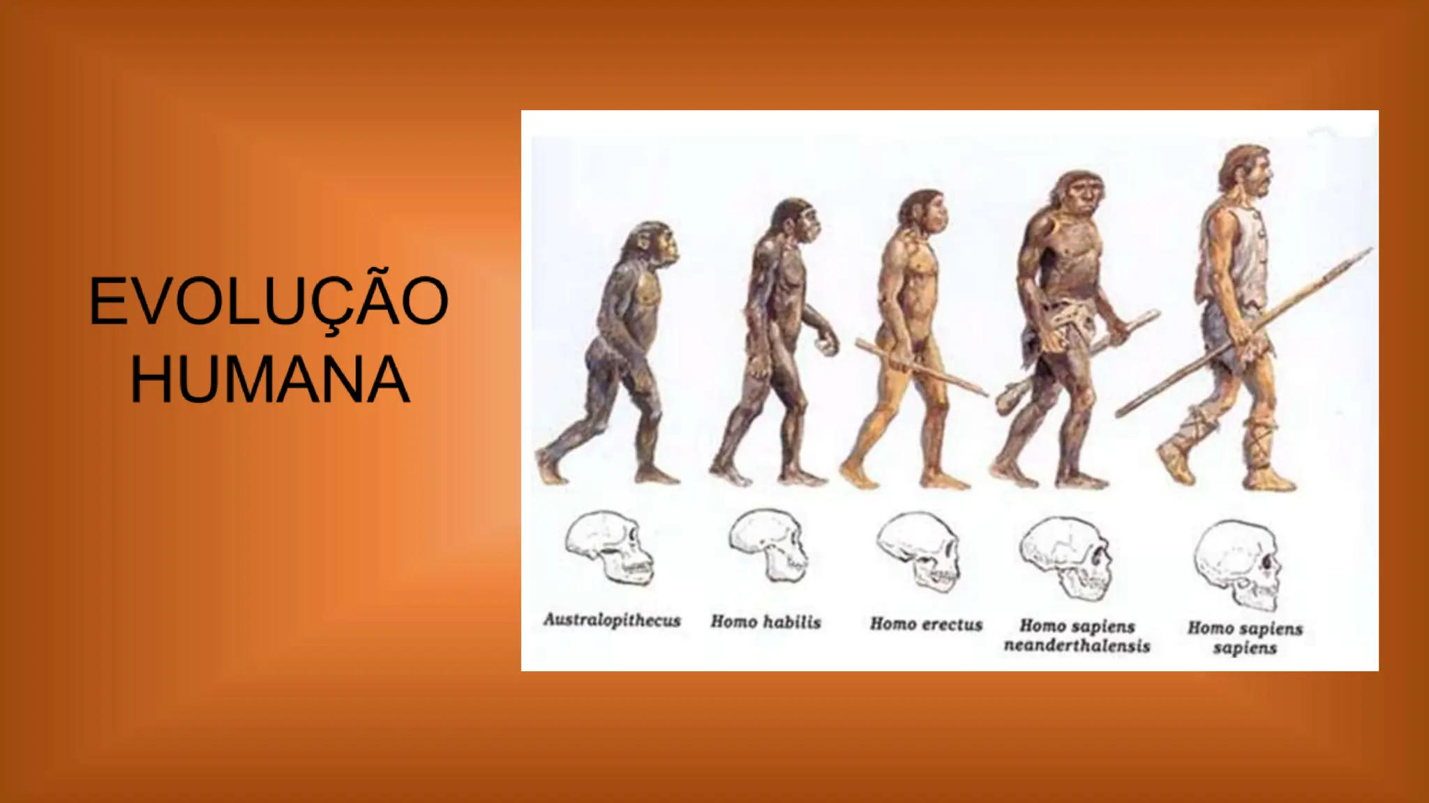 EVOLUÇÃO DOS SERES VIVOS - um resumo.pptx