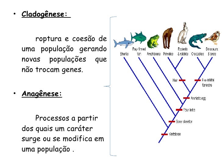 Evolução e classificação
