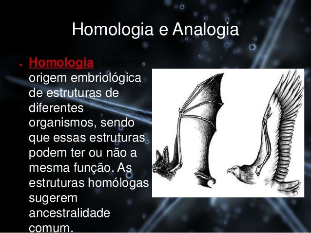 Evolução humana 3 C