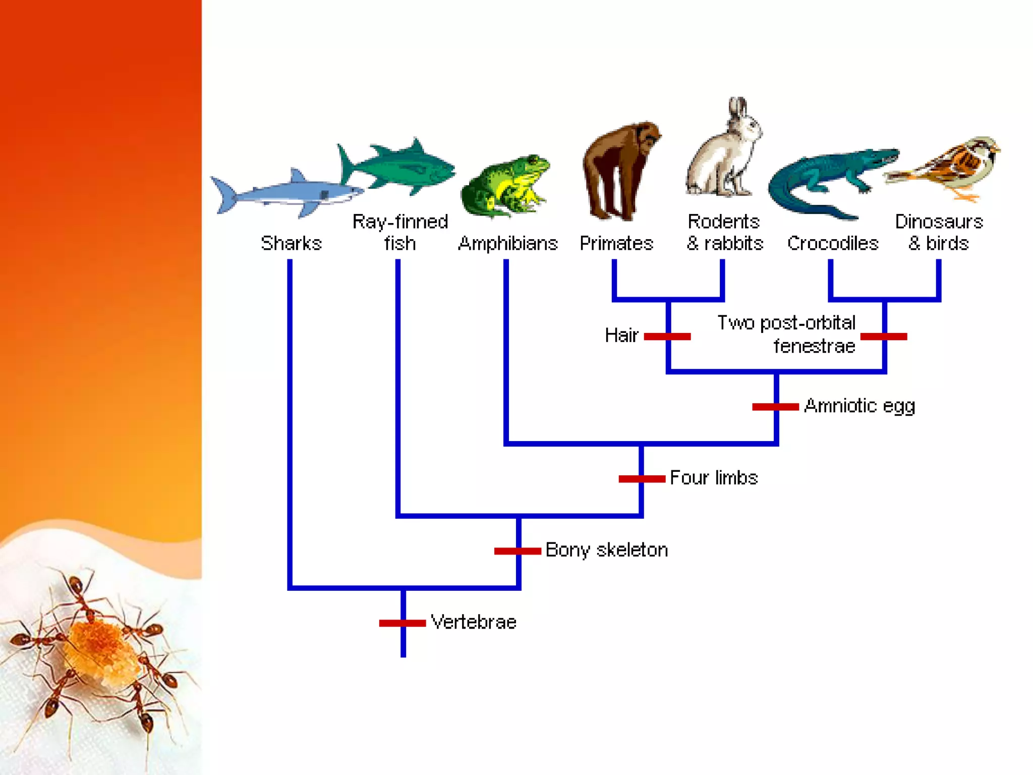 Biologi Evolusi | PPTX