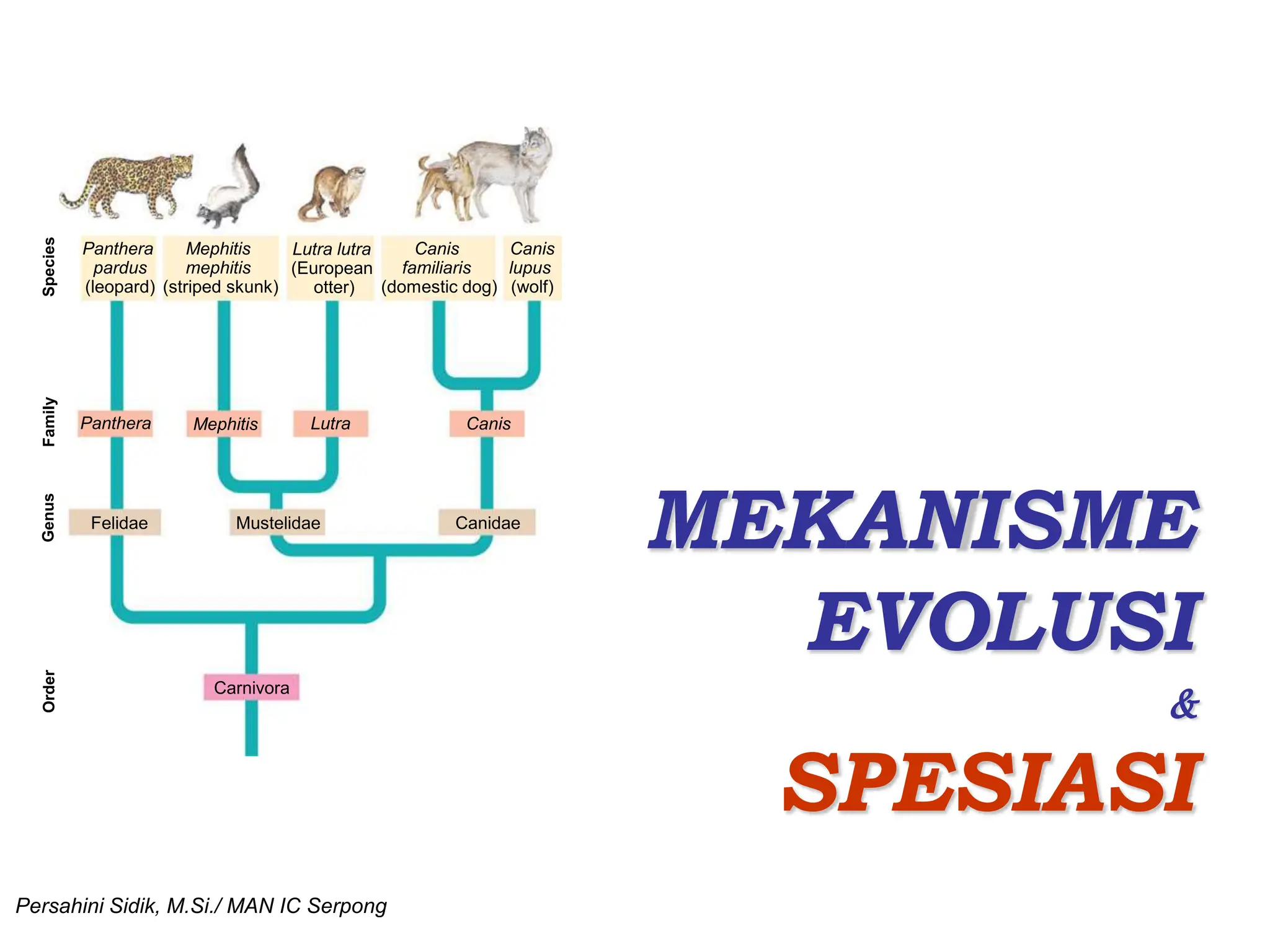 EVOLUSI-2.ppt biologi sma/k/man kelas 10,11,12 | PPT