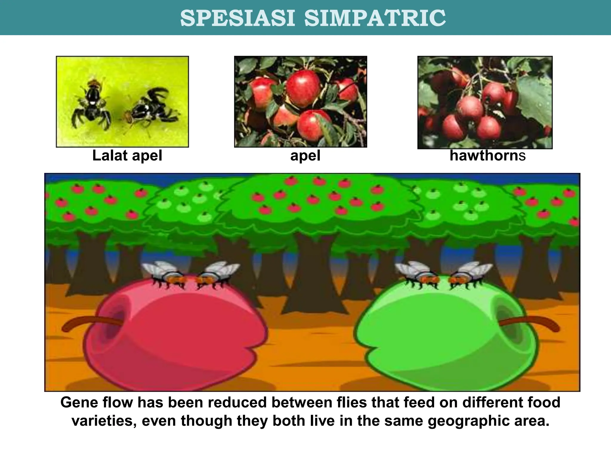 EVOLUSI-2.ppt biologi sma/k/man kelas 10,11,12 | PPT