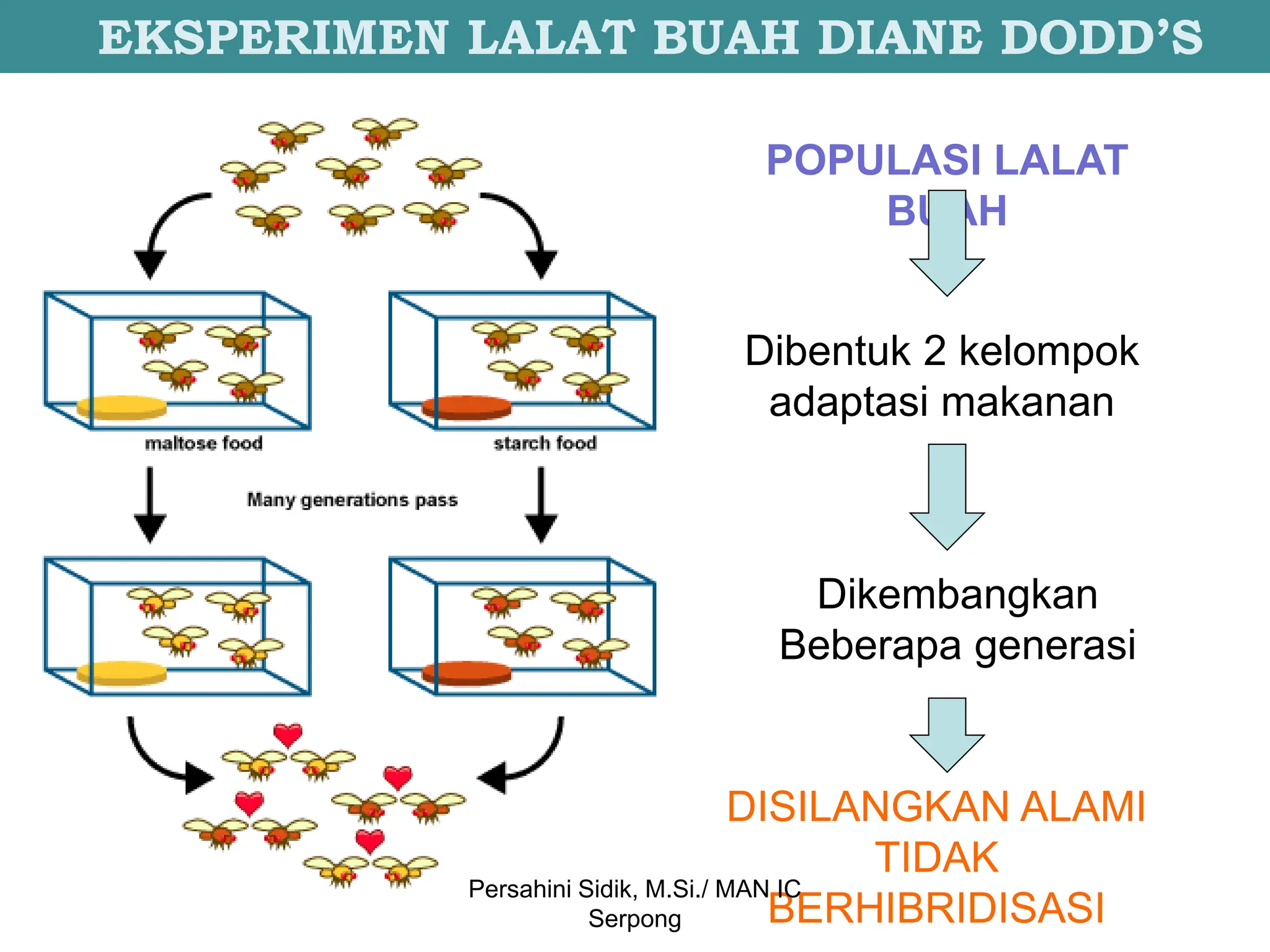 EVOLUSI-2.ppt biologi sma/k/man kelas 10,11,12 | PPT