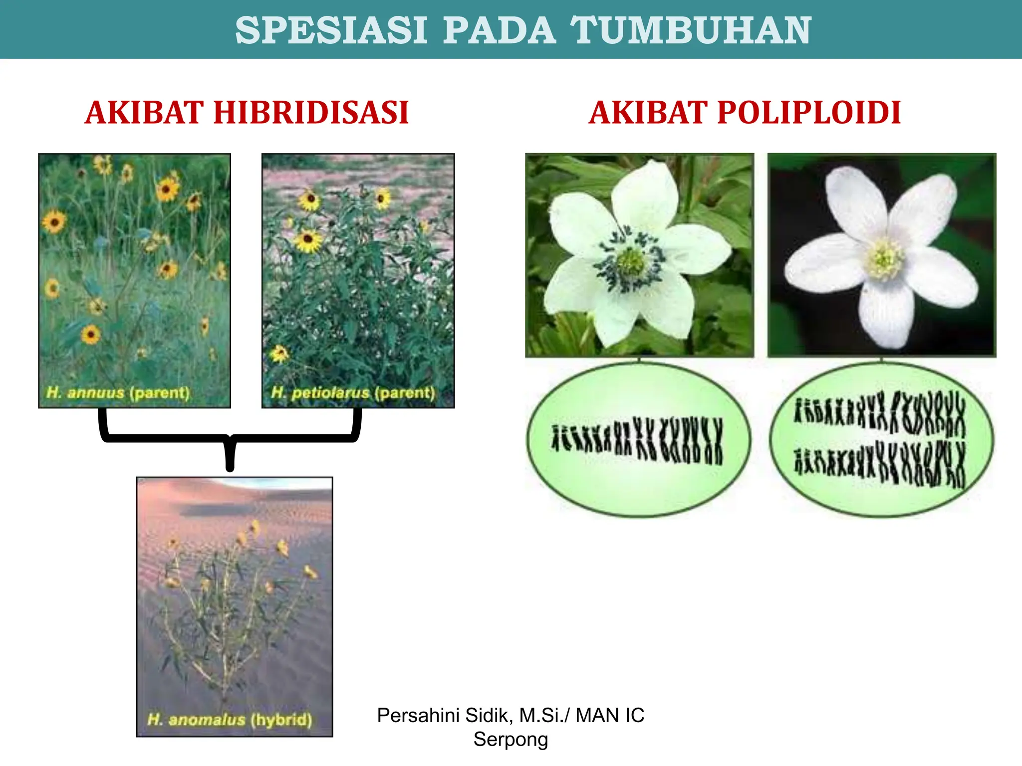 EVOLUSI-2.ppt biologi sma/k/man kelas 10,11,12 | PPT
