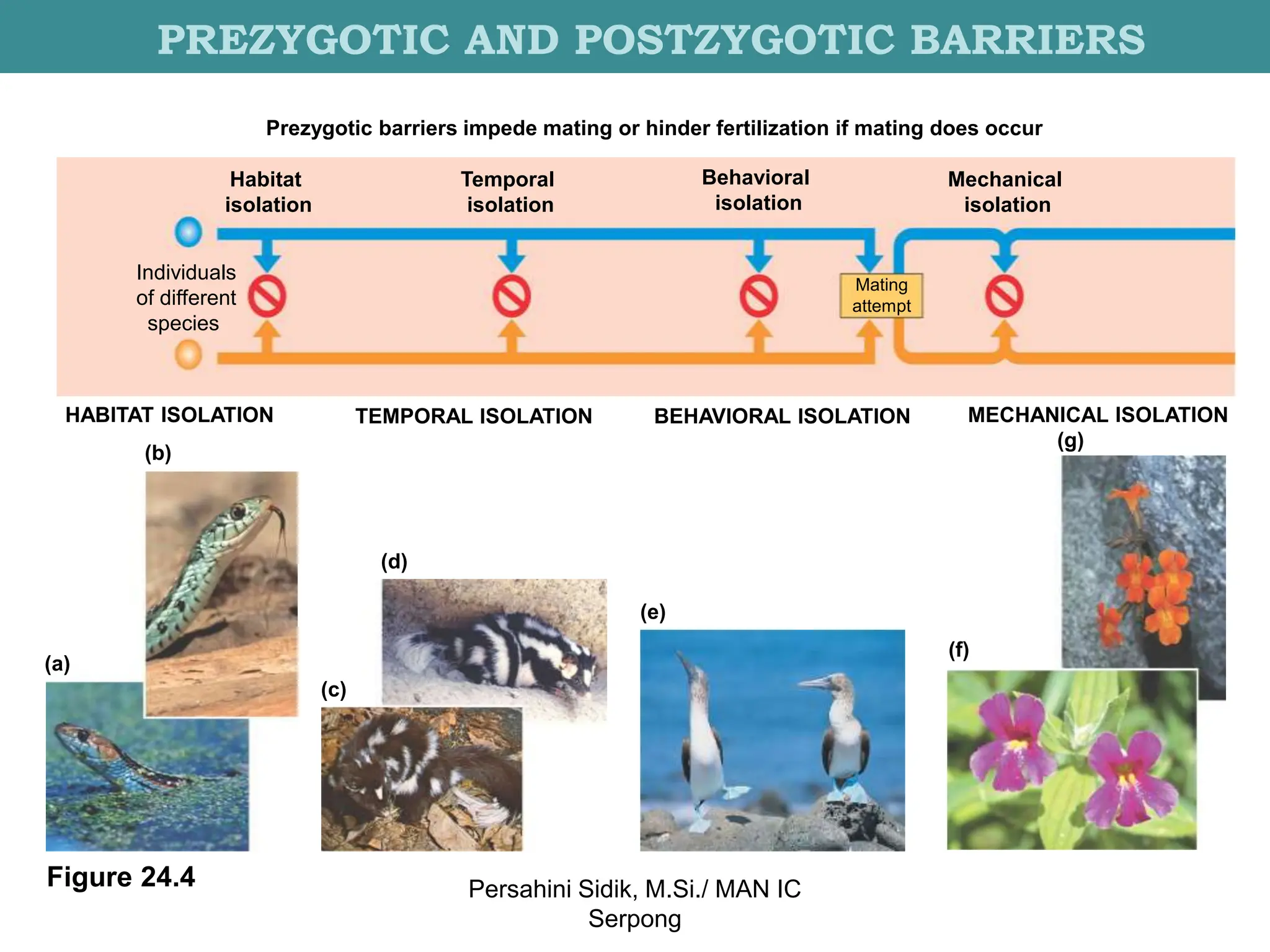 EVOLUSI-2.ppt biologi sma/k/man kelas 10,11,12 | PPT