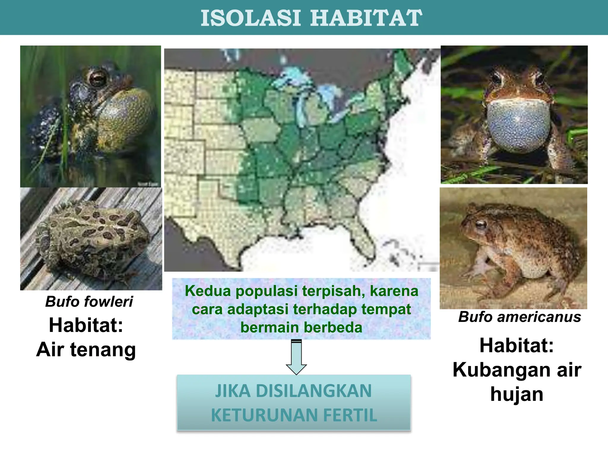 EVOLUSI-2.ppt biologi sma/k/man kelas 10,11,12 | PPT