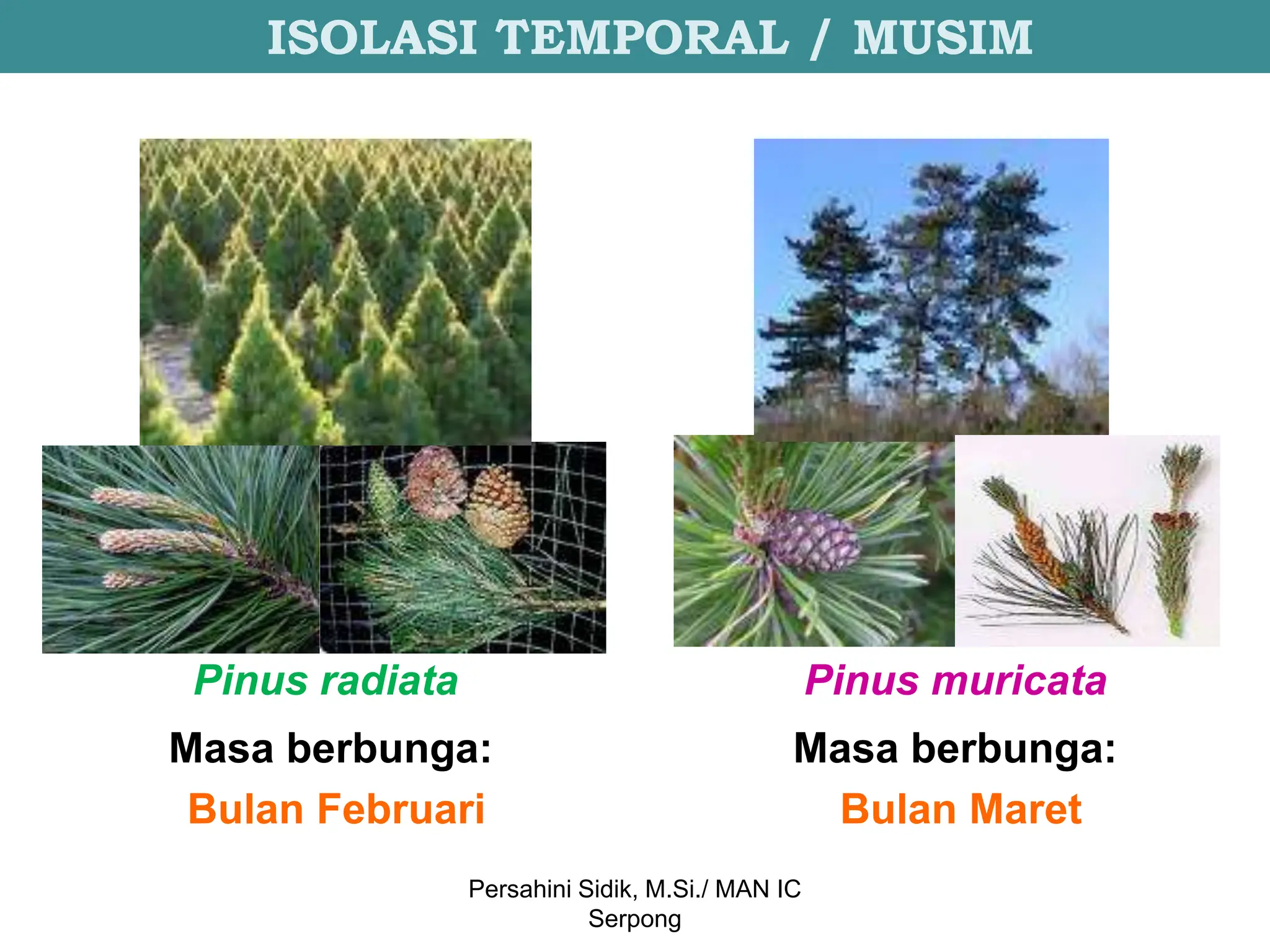 EVOLUSI-2.ppt biologi sma/k/man kelas 10,11,12 | PPT