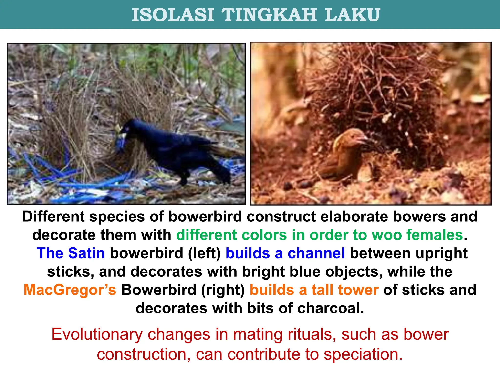 EVOLUSI-2.ppt biologi sma/k/man kelas 10,11,12 | PPT