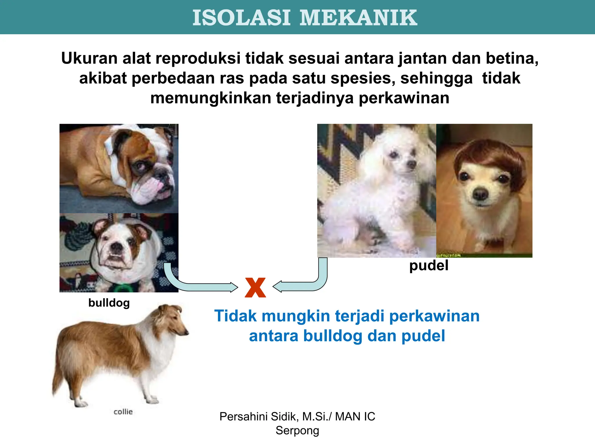 EVOLUSI-2.ppt biologi sma/k/man kelas 10,11,12 | PPT