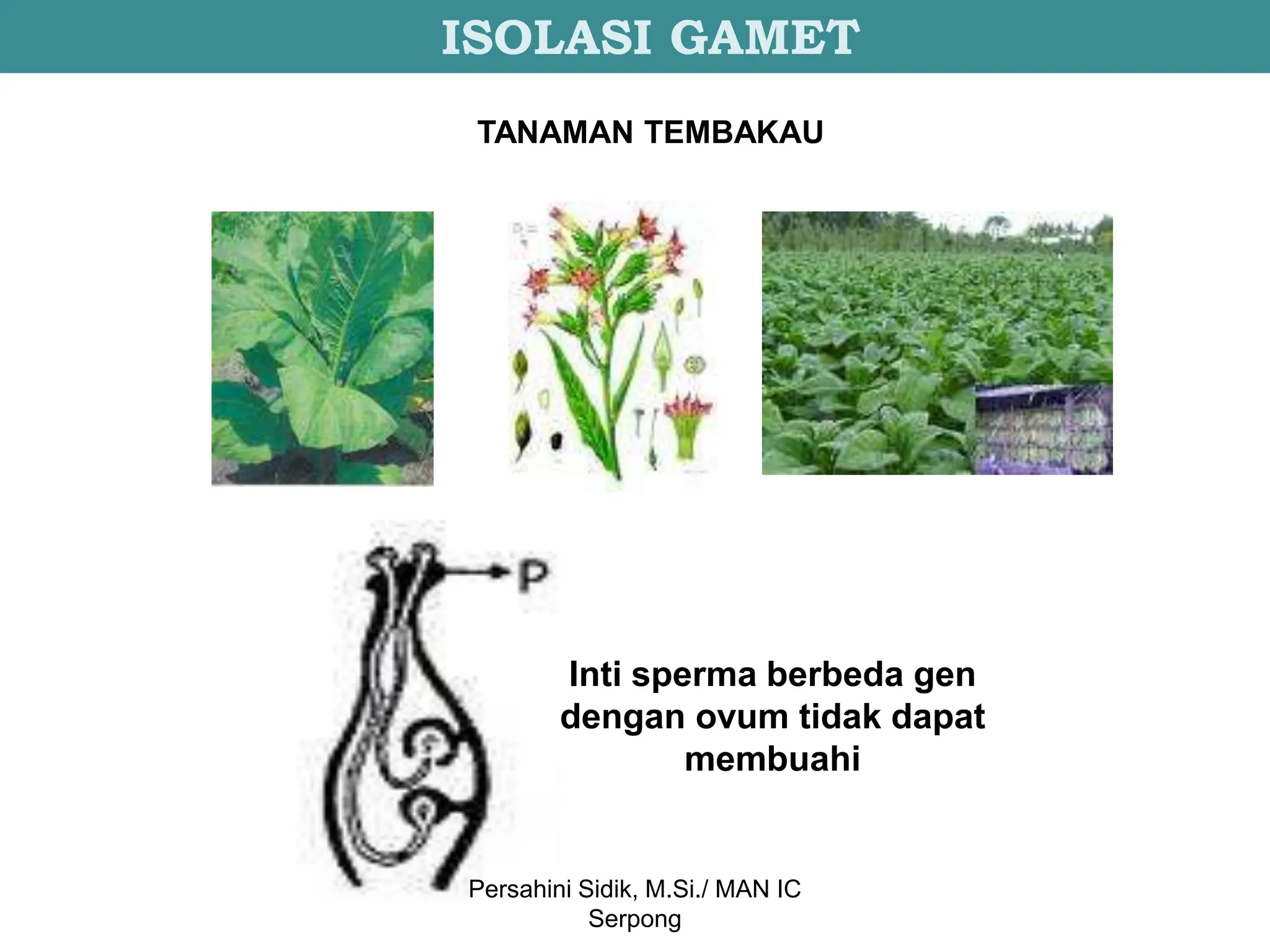 EVOLUSI-2.ppt biologi sma/k/man kelas 10,11,12 | PPT