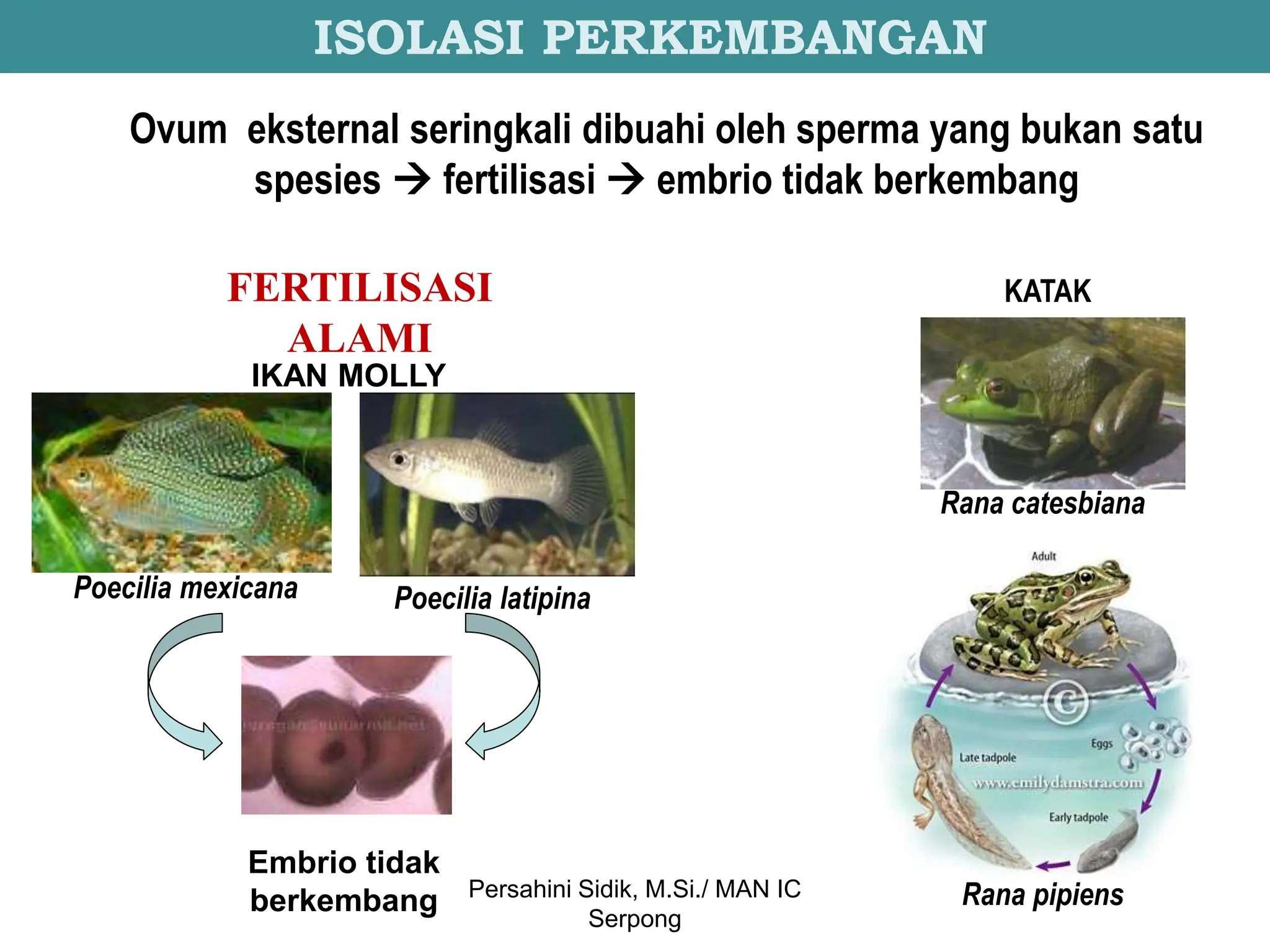 EVOLUSI-2.ppt biologi sma/k/man kelas 10,11,12 | PPT
