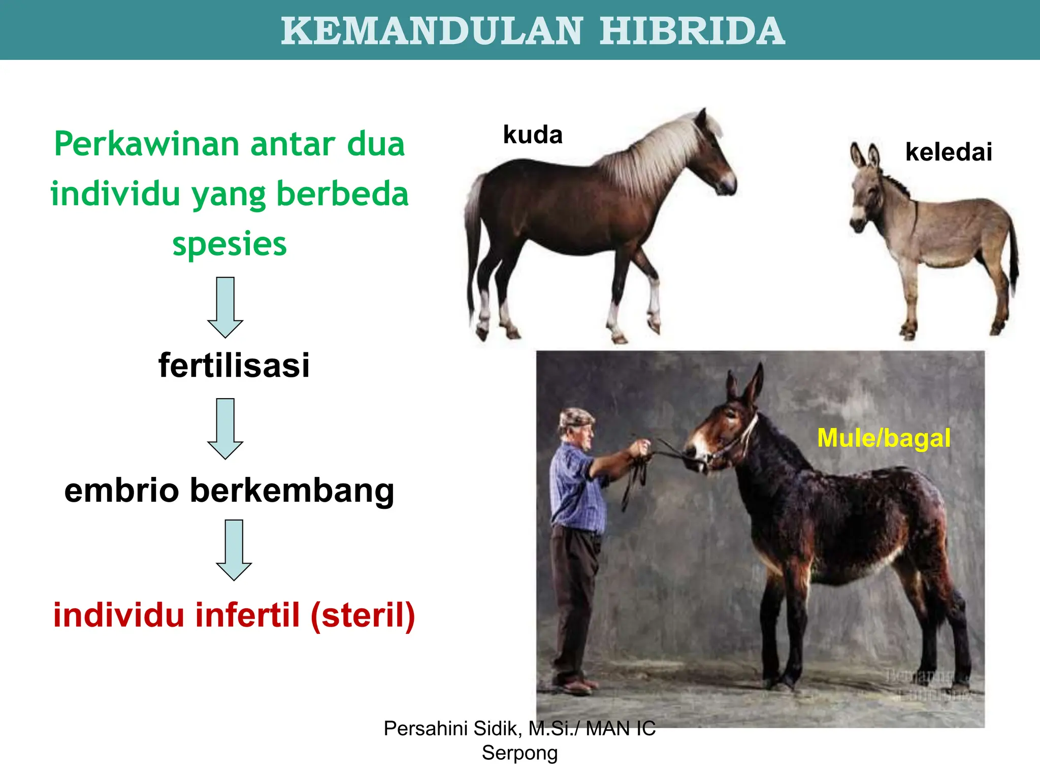 EVOLUSI-2.ppt biologi sma/k/man kelas 10,11,12 | PPT