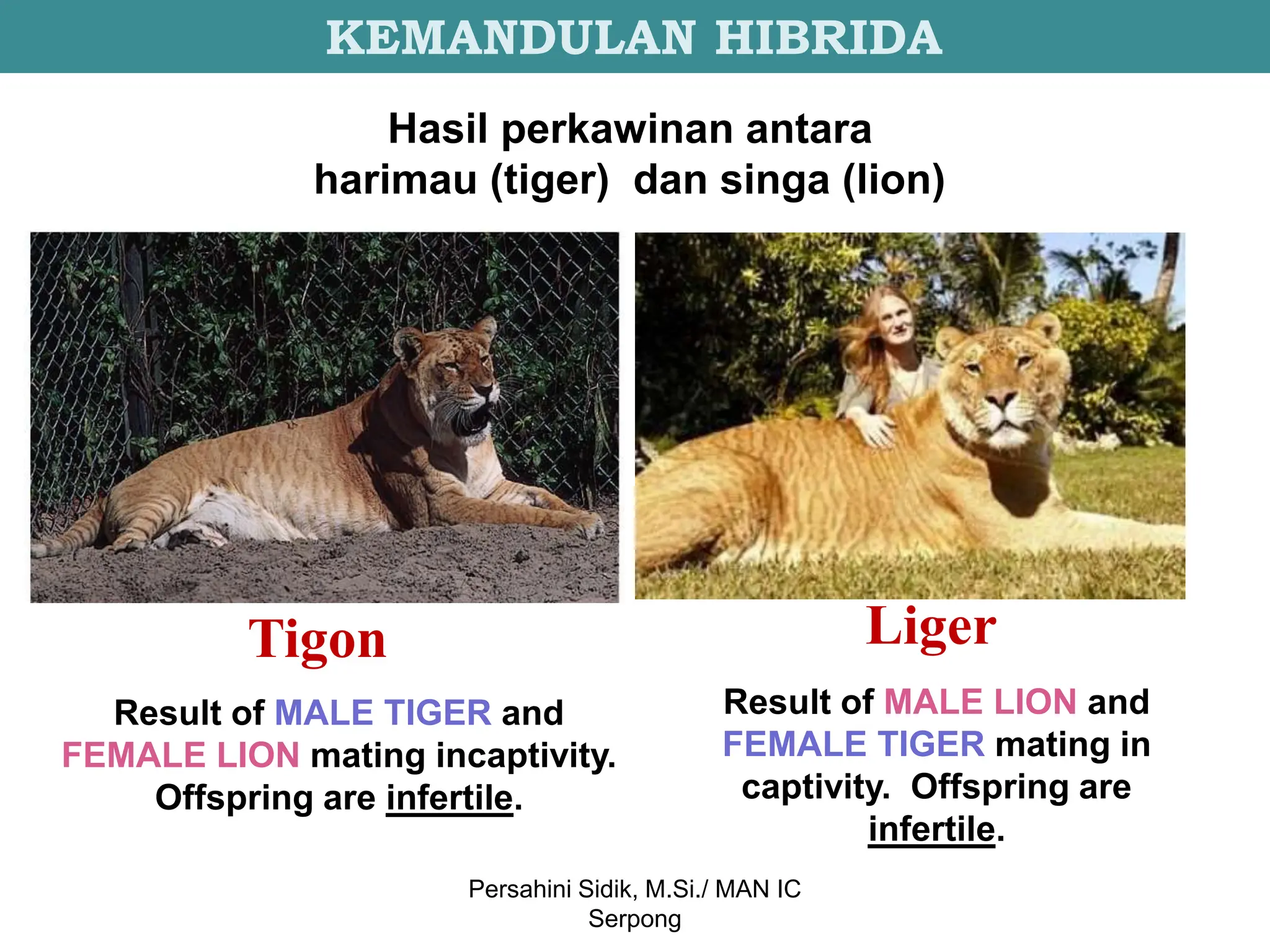 EVOLUSI-2.ppt biologi sma/k/man kelas 10,11,12 | PPT