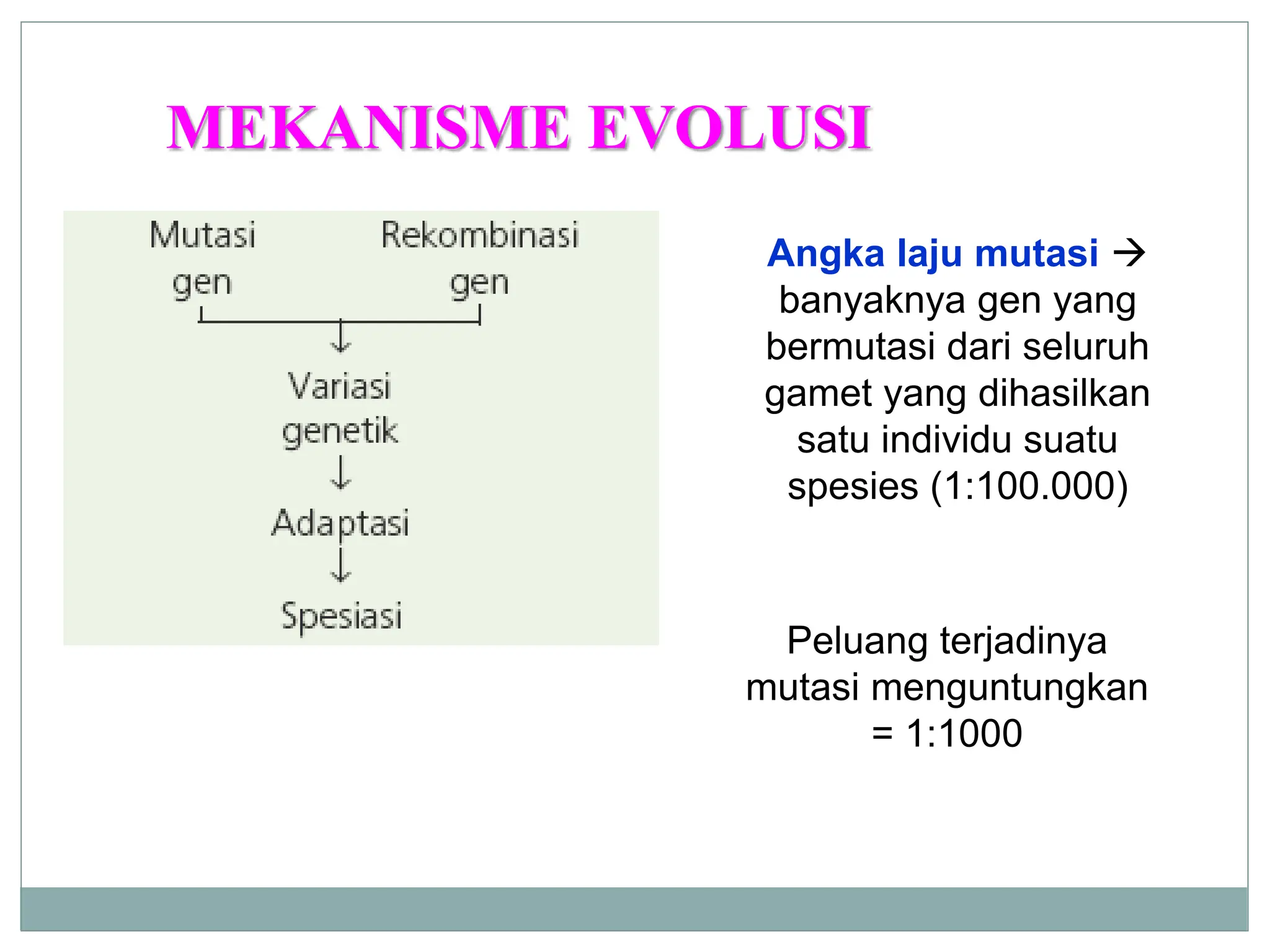 EVOLUSI-2.ppt biologi sma/k/man kelas 10,11,12 | PPT