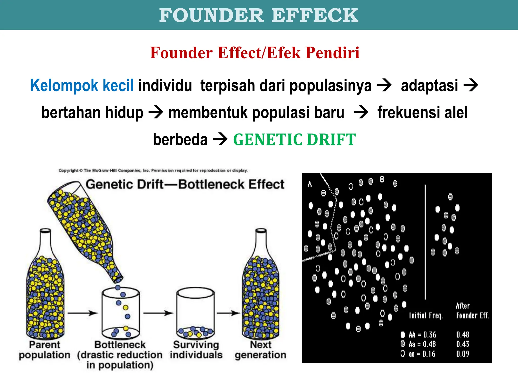 EVOLUSI-2.ppt biologi sma/k/man kelas 10,11,12 | PPT