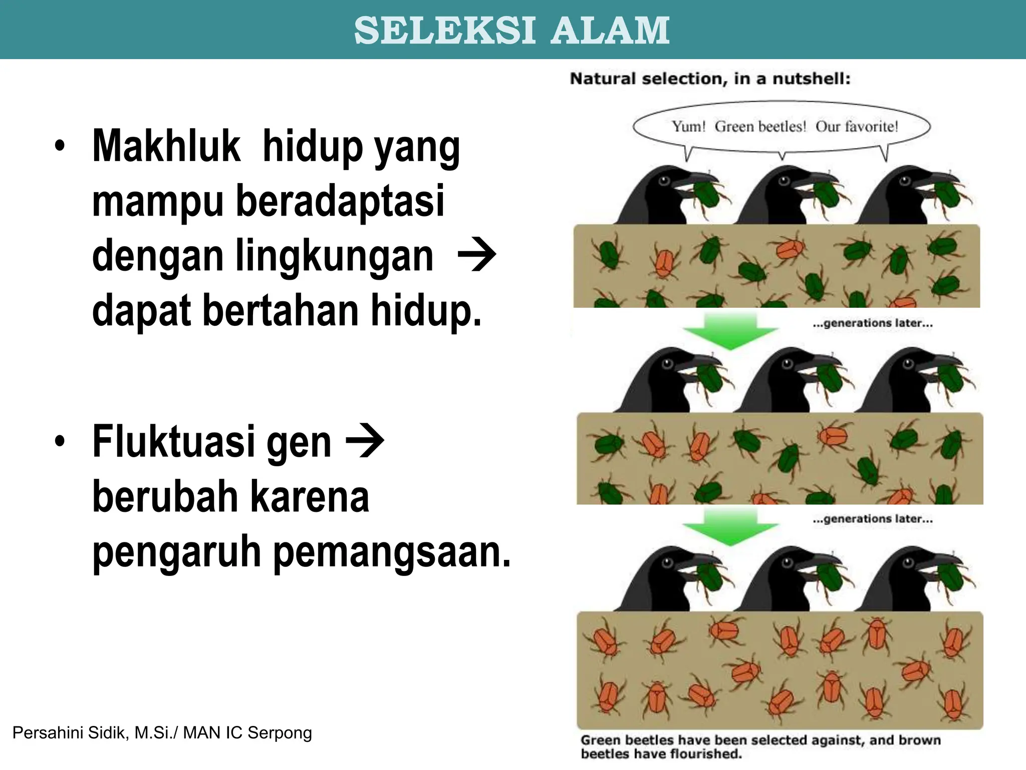 EVOLUSI-2.ppt biologi sma/k/man kelas 10,11,12 | PPT