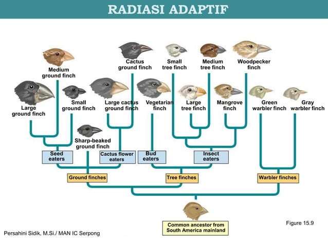 EVOLUSI-2.ppt biologi sma/k/man kelas 10,11,12 | PPT
