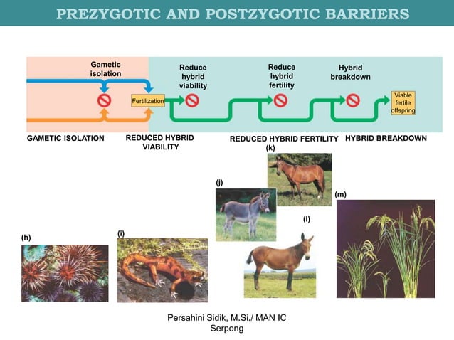 EVOLUSI-2.ppt biologi sma/k/man kelas 10,11,12 | PPT