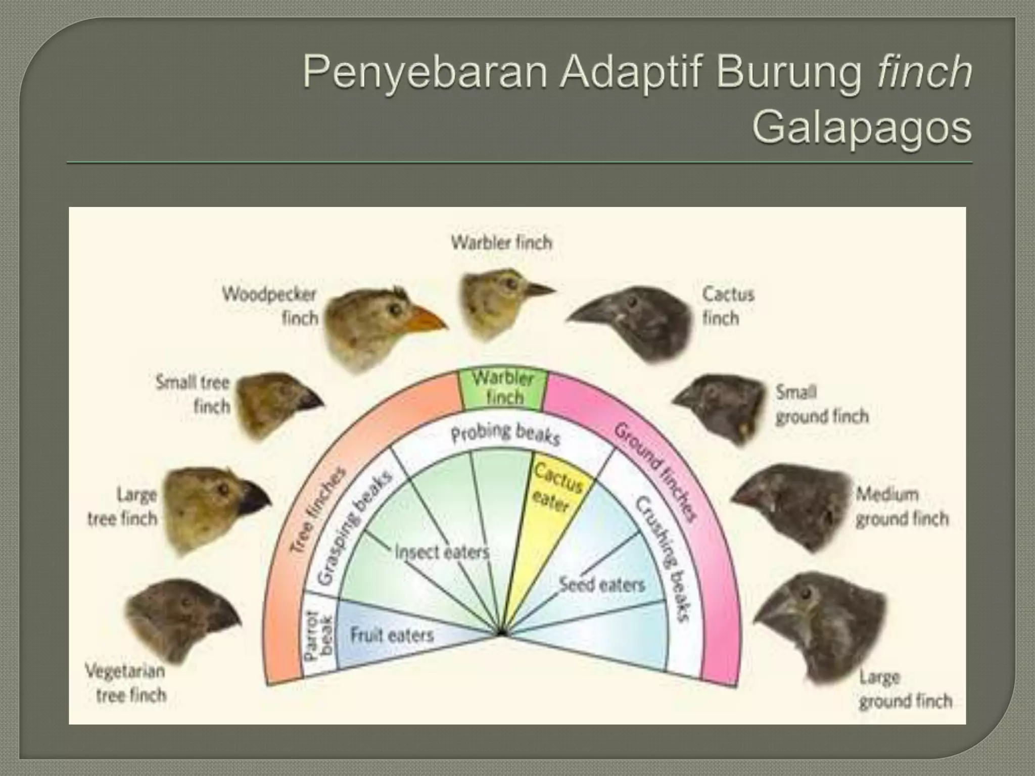 EVOLUSI...SPESIES_SPESIASI.pptx