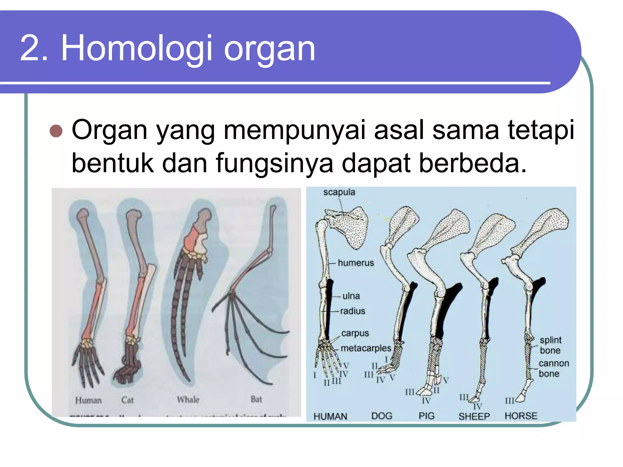 Evolusi dan Asal Usul Kehidupan | PPT