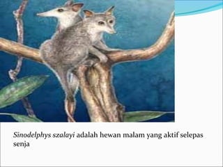 Evolusi Mammalia | PPT