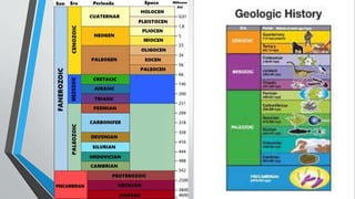 Evolutia vietii pe terra | PPTX
