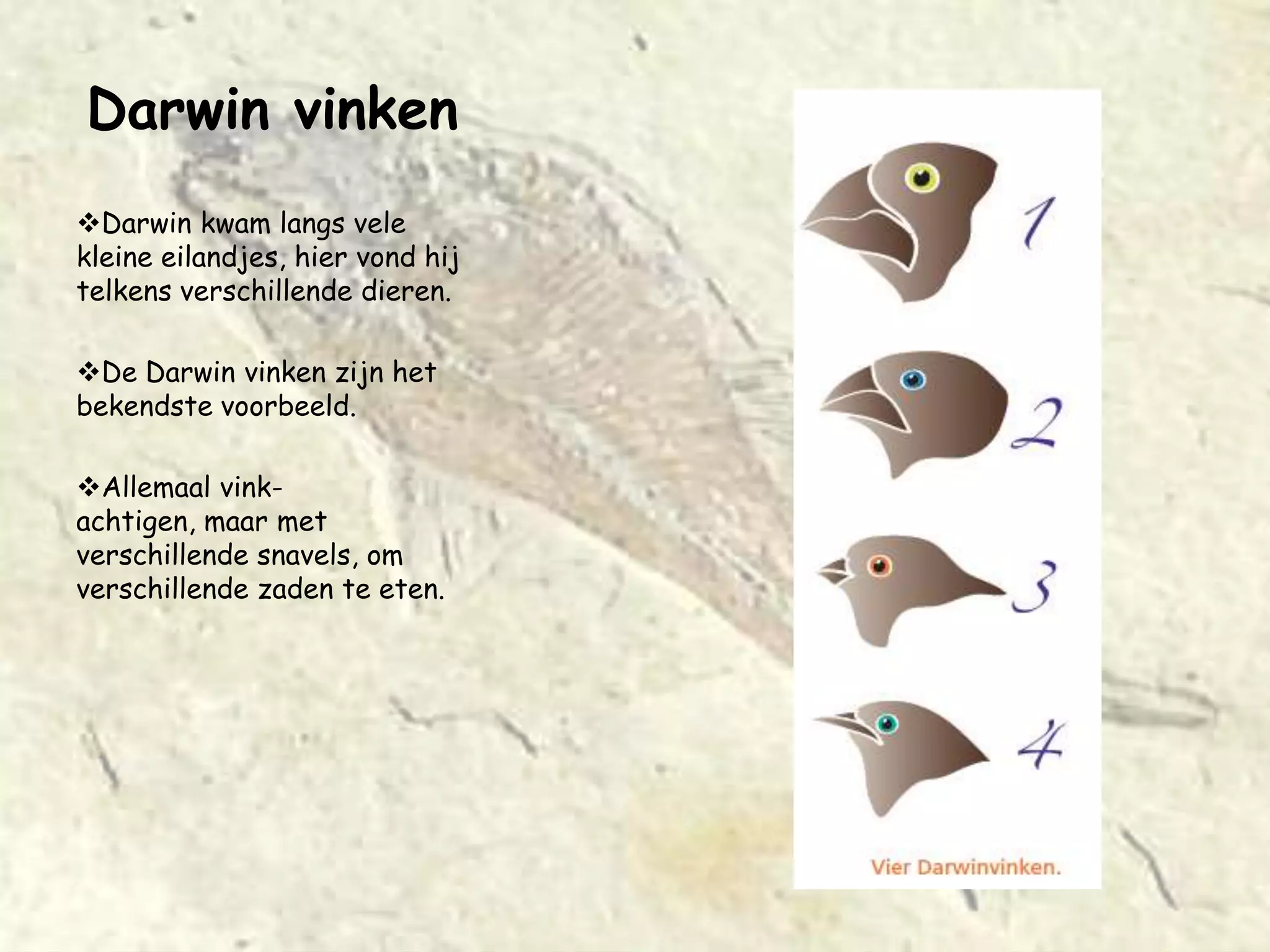 Evolutie Les | PPTX