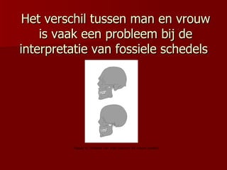 Evolutie Van De Schedel 20 Pk | PPT