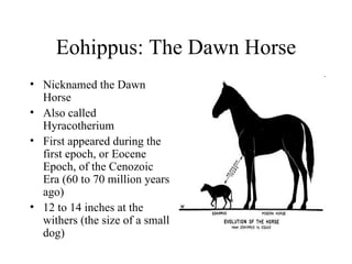 Evolution | PPT