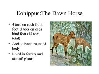 Evolution | PPT