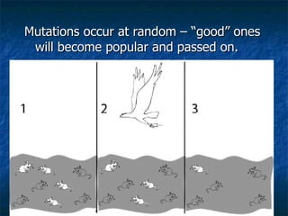 Evolution | PPT | Genetics | Science