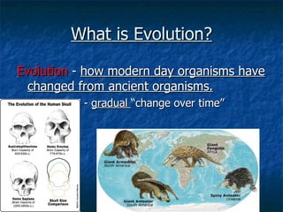 Evolution | PPT | Genetics | Science