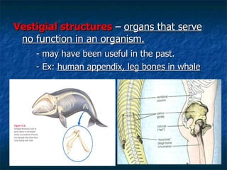 Evolution | PPT | Genetics | Science