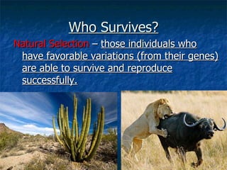 Evolution | PPT | Genetics | Science