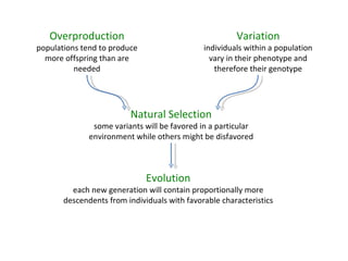 Evolution | PPT