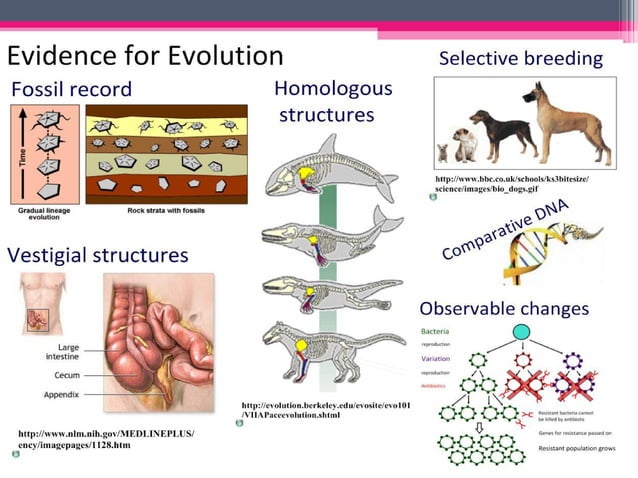 IB Biology Evolution - Earland | PPT | Genetics | Science