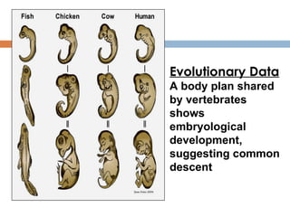 Evolution | PPT