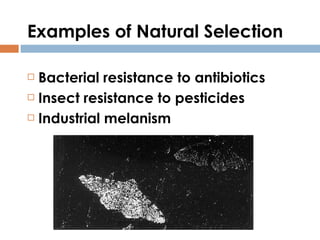 Evolution | PPT | Biological Sciences | Science