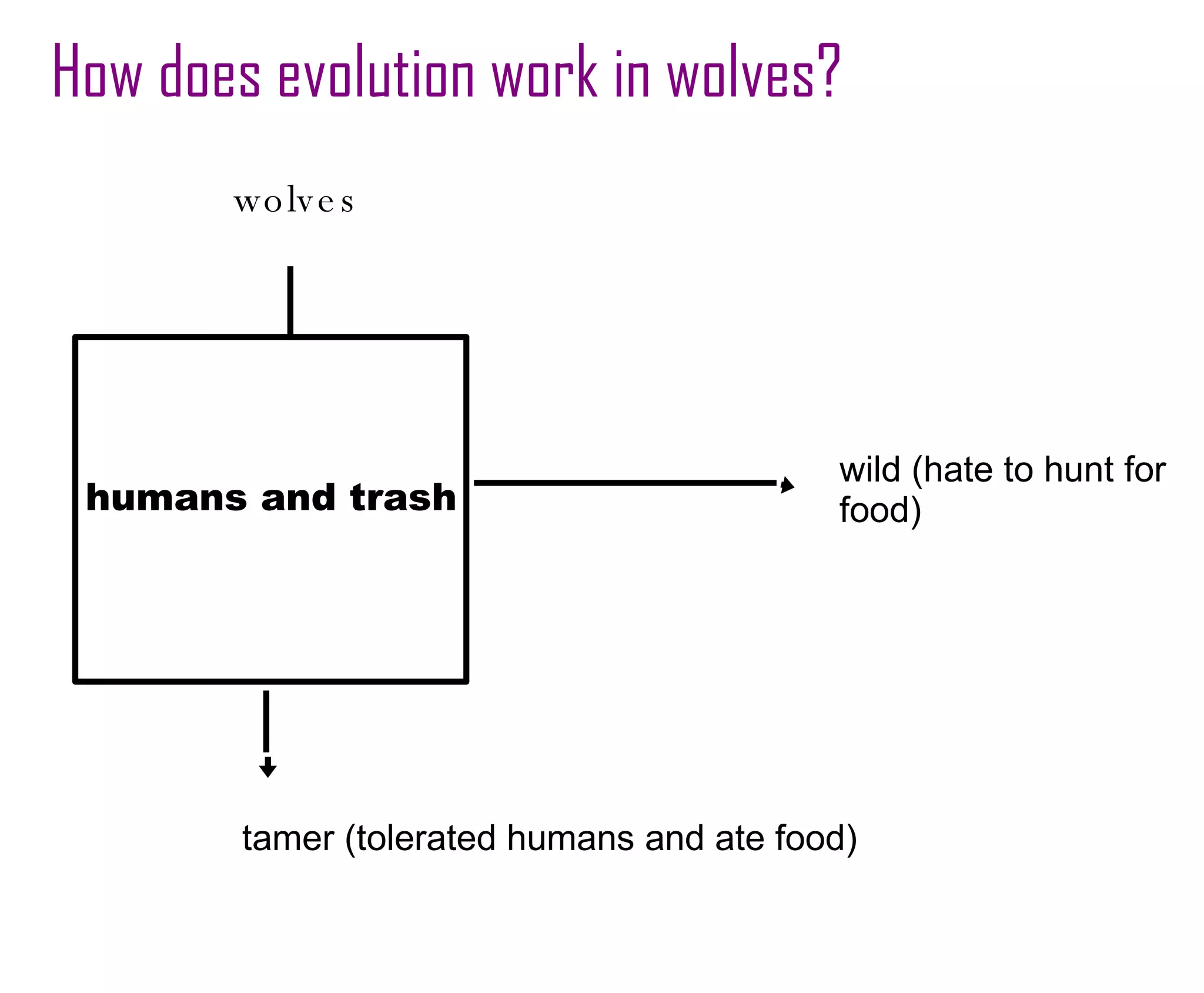 Evolution Study Guide | PPT
