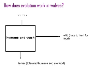 Evolution Study Guide | PPT