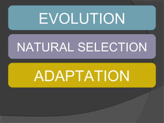 Evolution | PPT