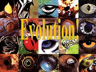 Evolution.ppt nelson | PPT