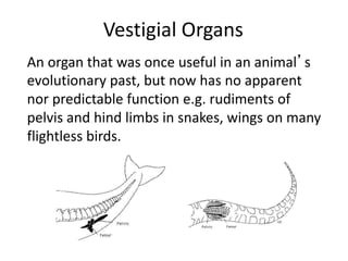 Vestigial Structures In Animals
